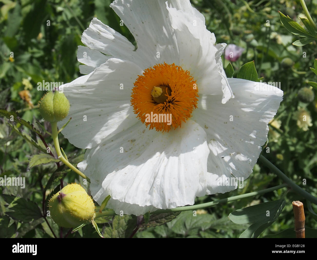 Matilija poppies hi-res stock photography and images - Alamy