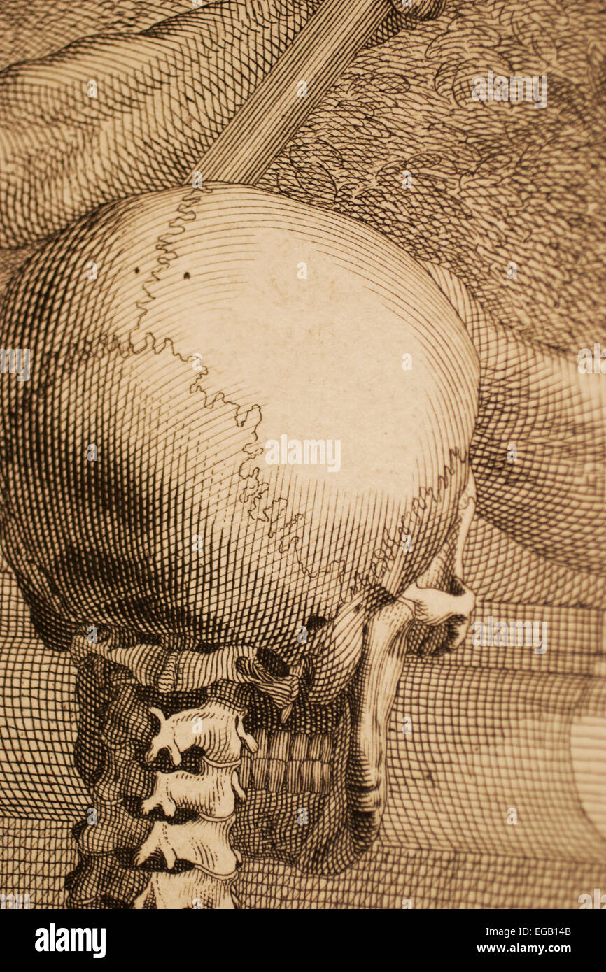 An old medical print of the human skull Stock Photo - Alamy