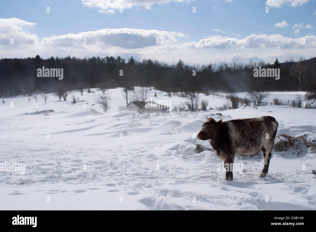 Lone heritage breed cattle stands in wintry field at the Hancock Shaker ...