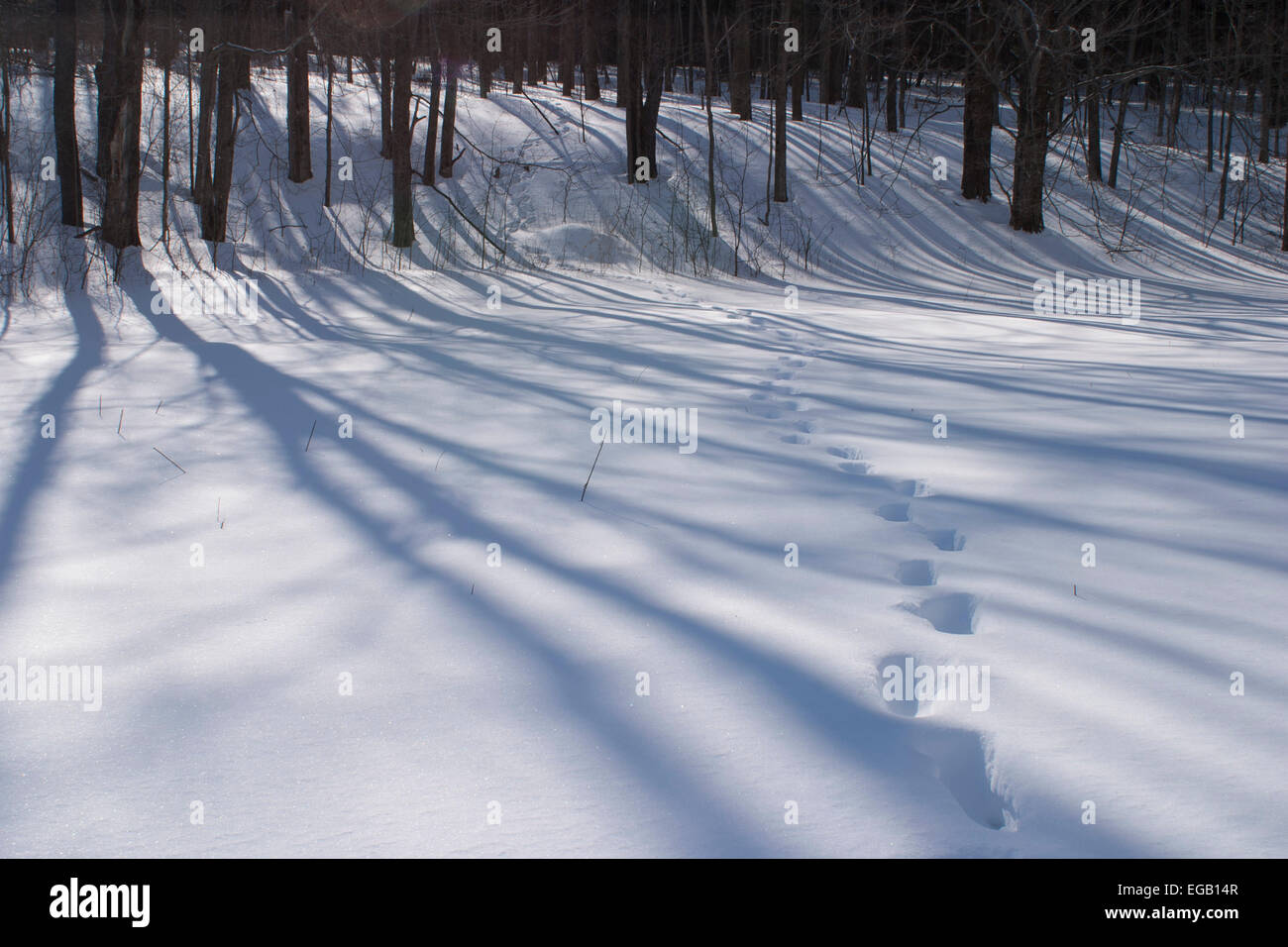 Trees cast long winter shadows onto the snow on a sunny New England day ...