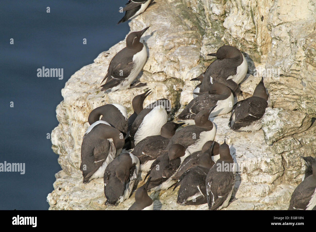 Guillimot colony. Bempton Cliffs, RSPB reserve, Yorkshire, June 2010 ...