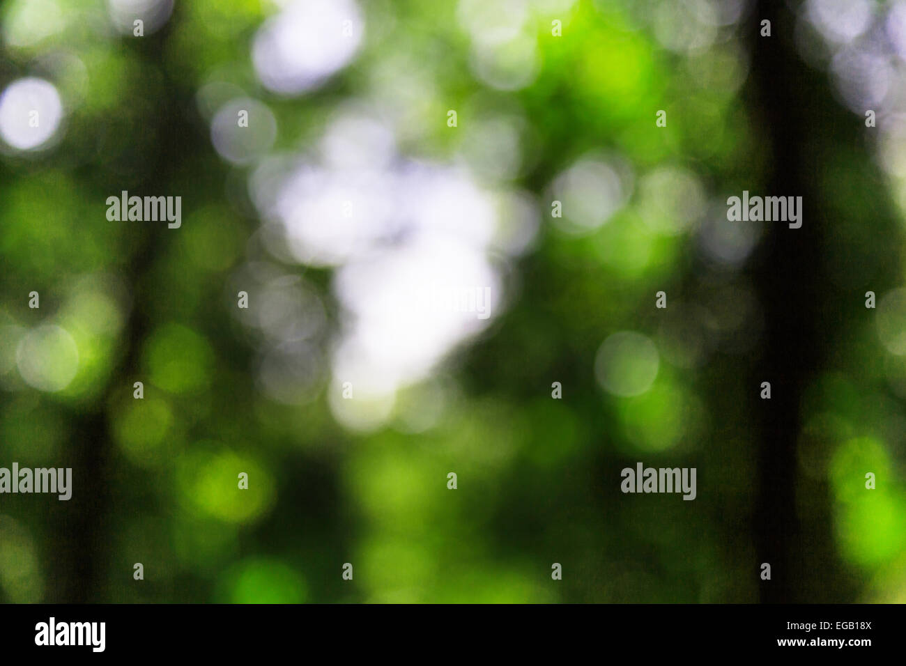 background green leaves leaf bokeh Stock Photo - Alamy