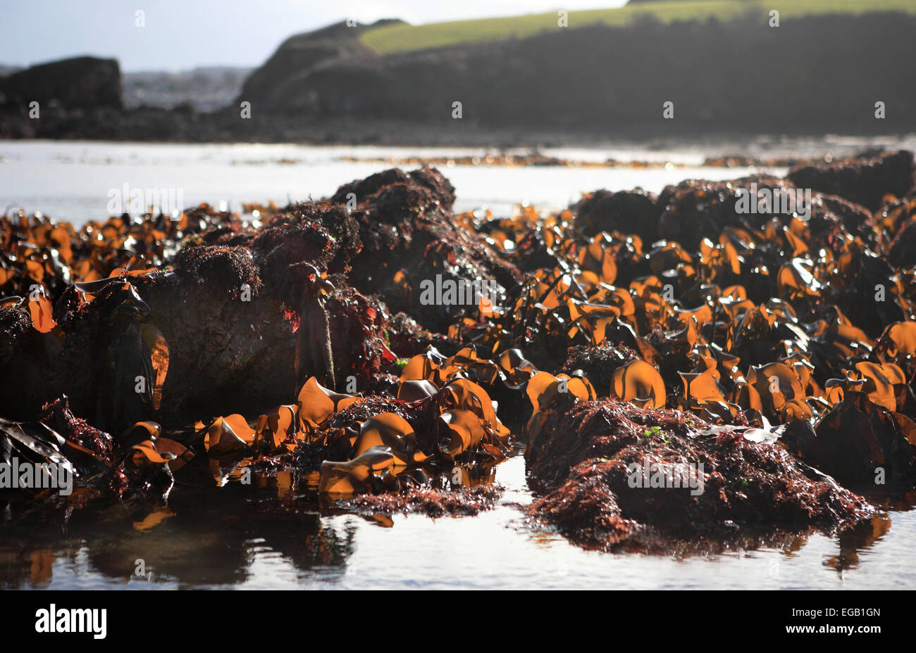 Super low tides expose rock pools that are rarely left high and dry ...