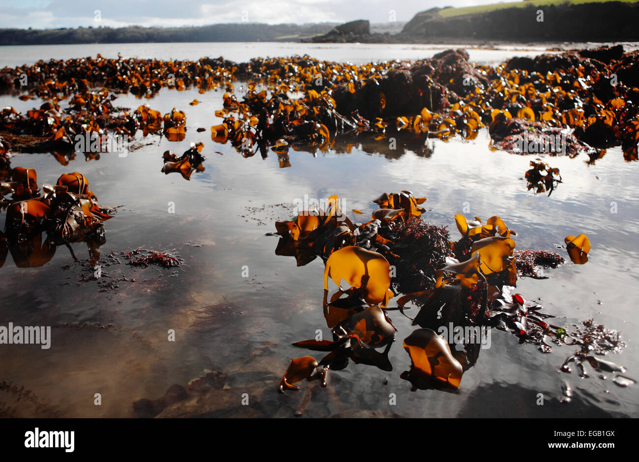 Super low tides expose rock pools that are rarely left high and dry ...