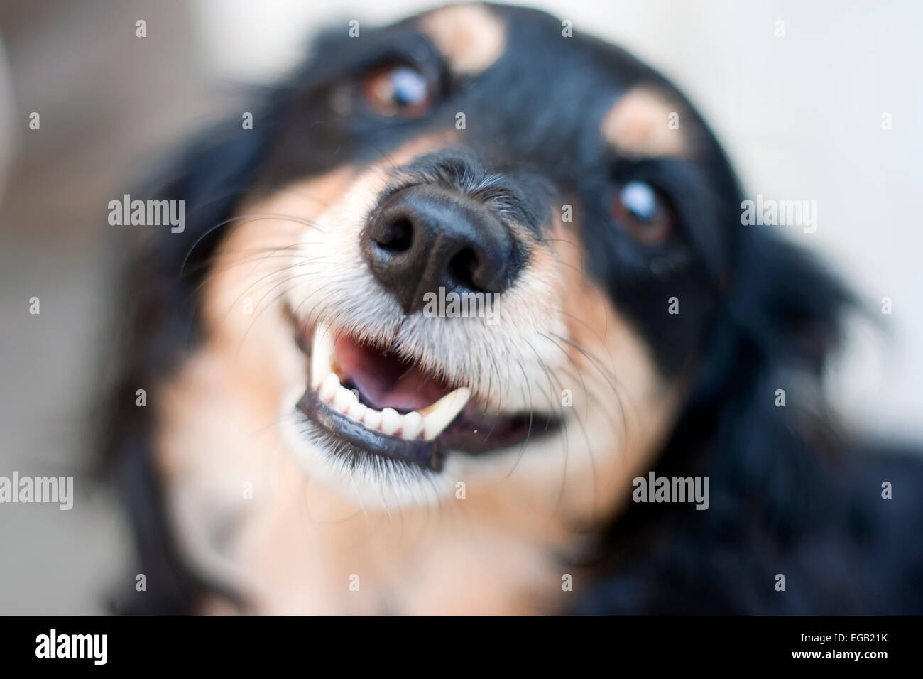 cute mixed-breed dog, shallow depth of field Stock Photo - Alamy