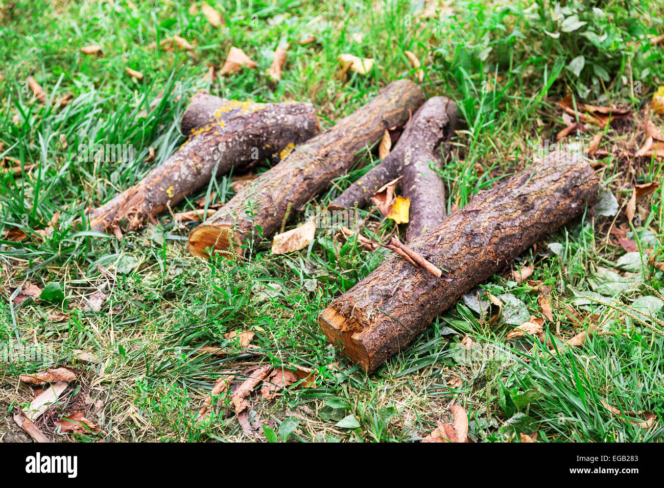 a log in the green grass Stock Photo - Alamy