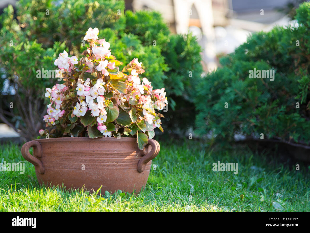 a pot of flowers on the street Stock Photo - Alamy
