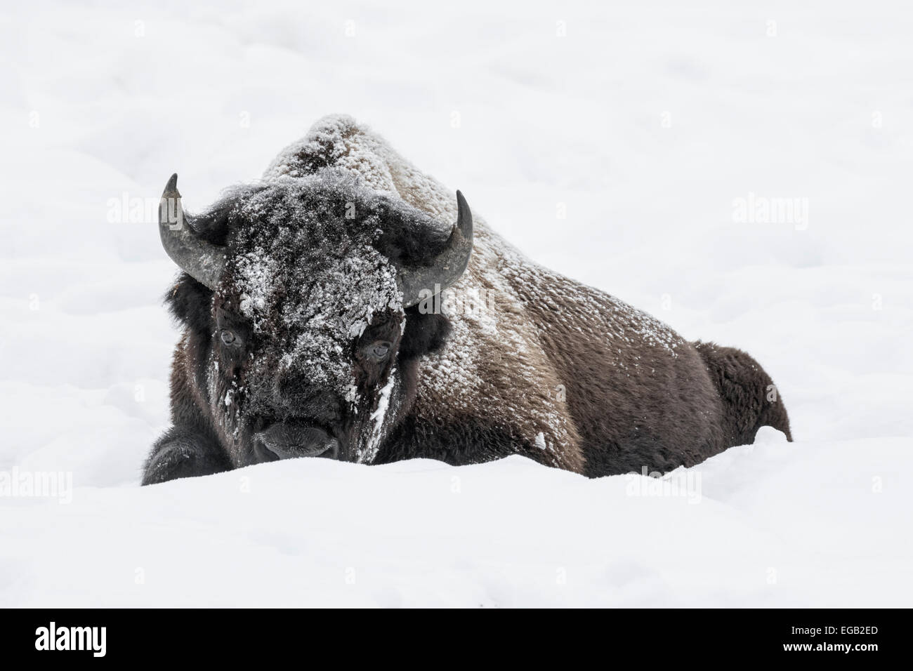 American Bison in snow Stock Photo - Alamy