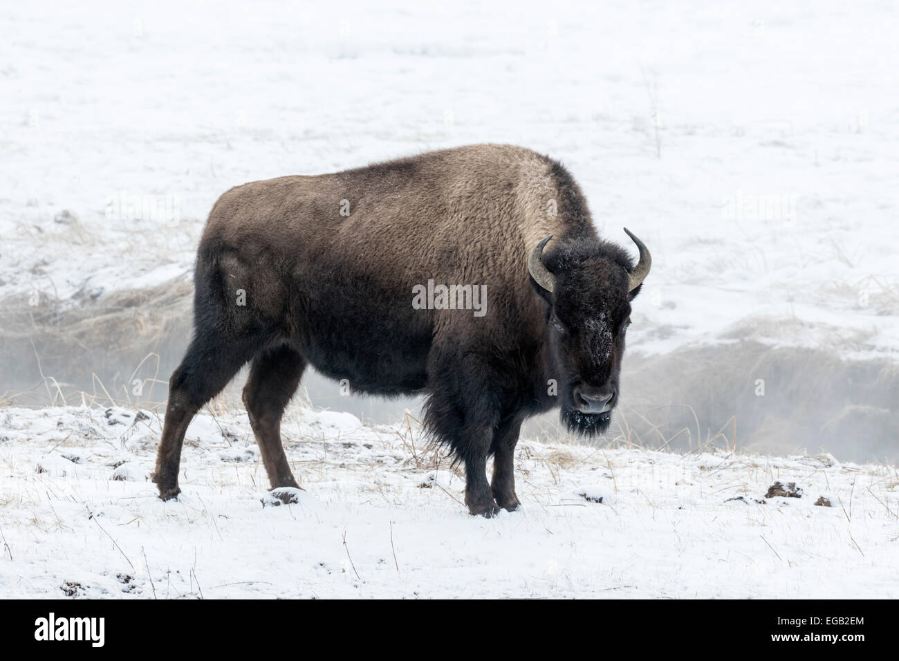 American Bison in snow Stock Photo - Alamy