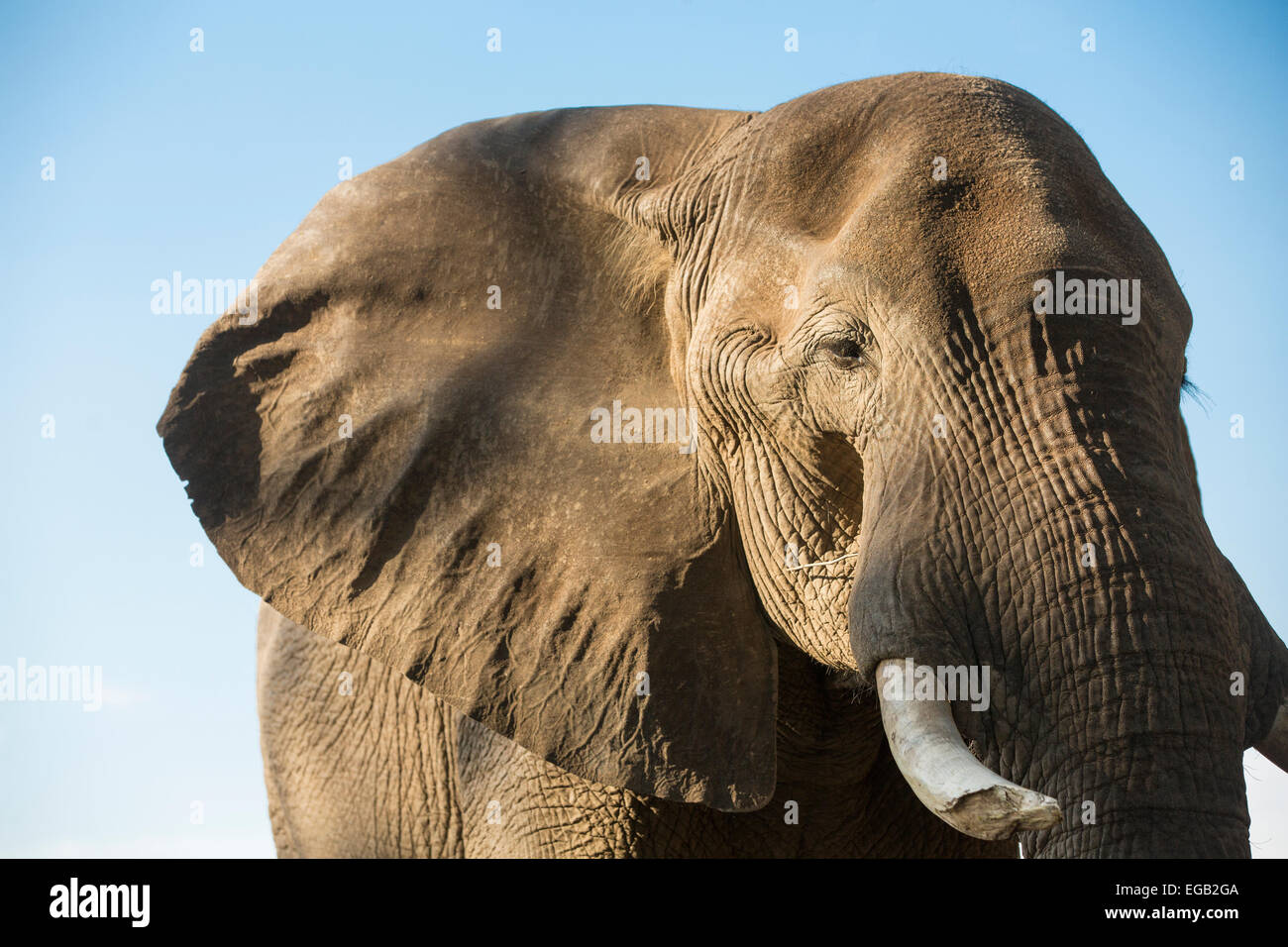 African Elephant bull portrait in afternoon light Stock Photo - Alamy