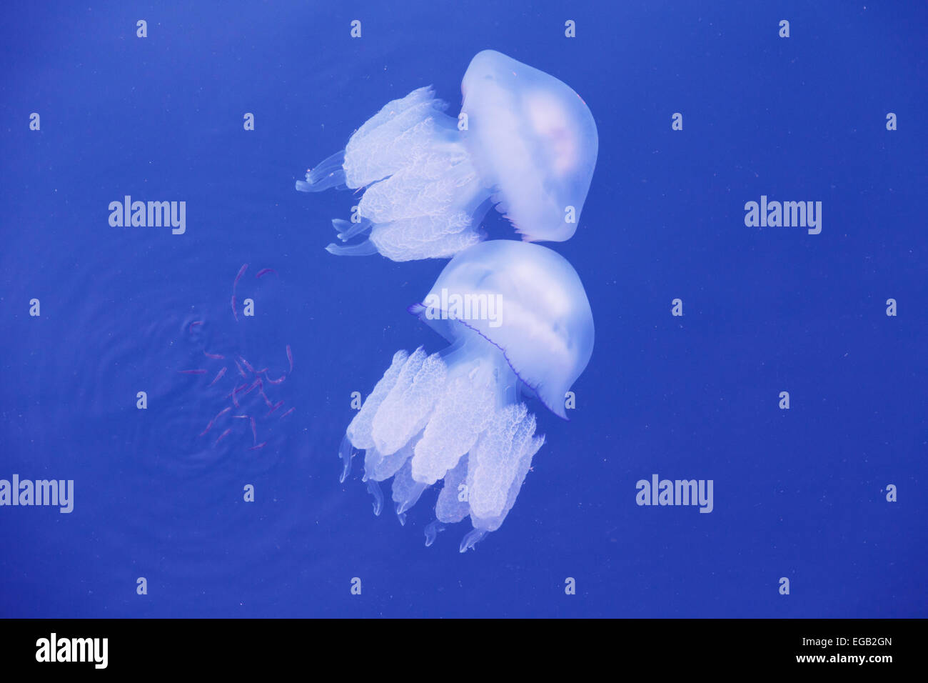 Box jellyfish hi-res stock photography and images - Alamy