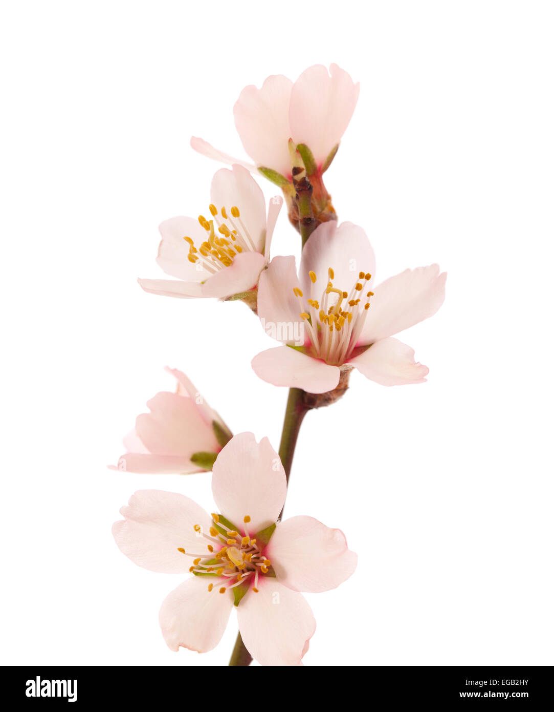 flowering almond twig isolated on white background Stock Photo - Alamy