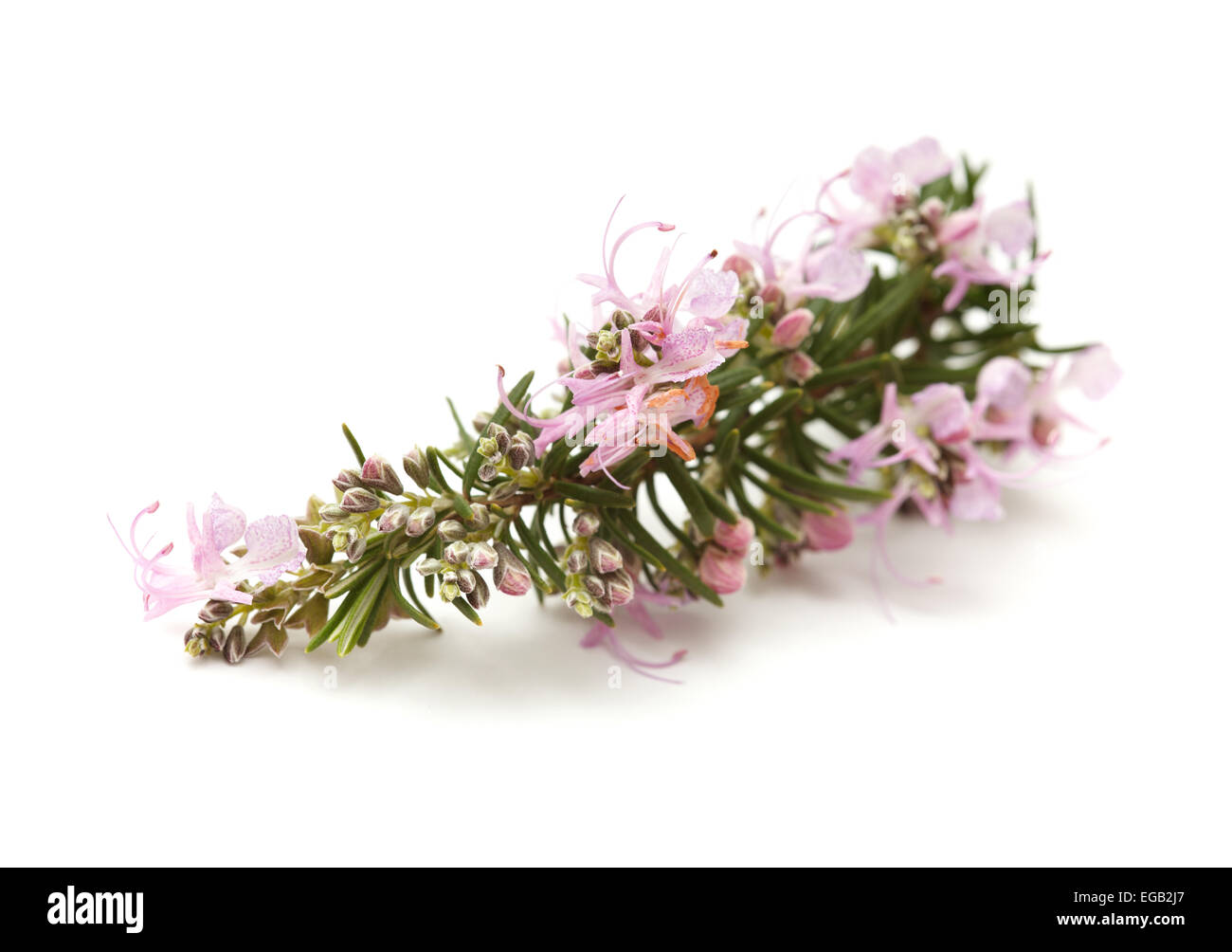 flowering twig of rosemary isolated on white background Stock Photo - Alamy
