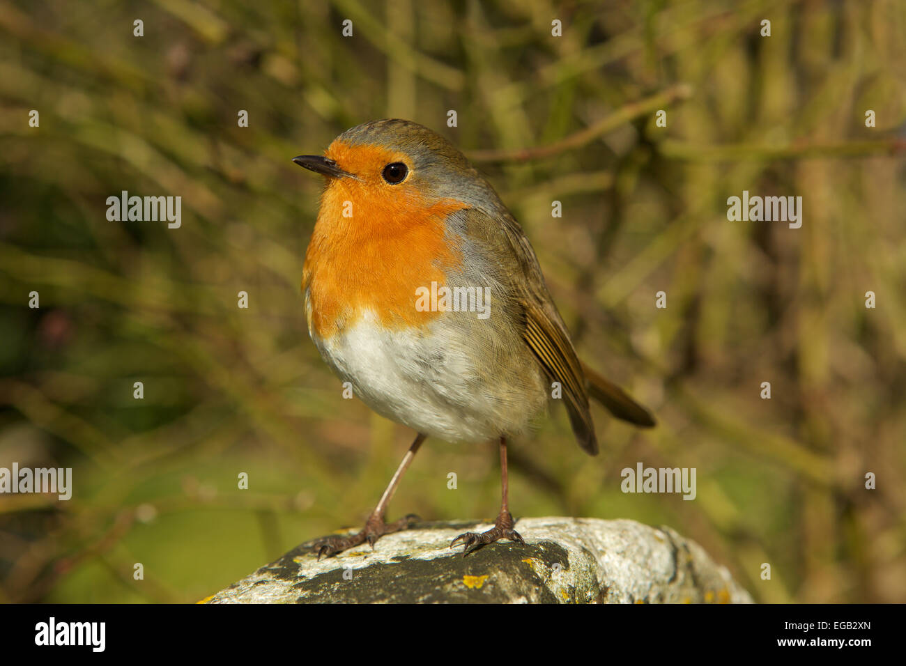 Robin redbreast of europe hi-res stock photography and images - Alamy