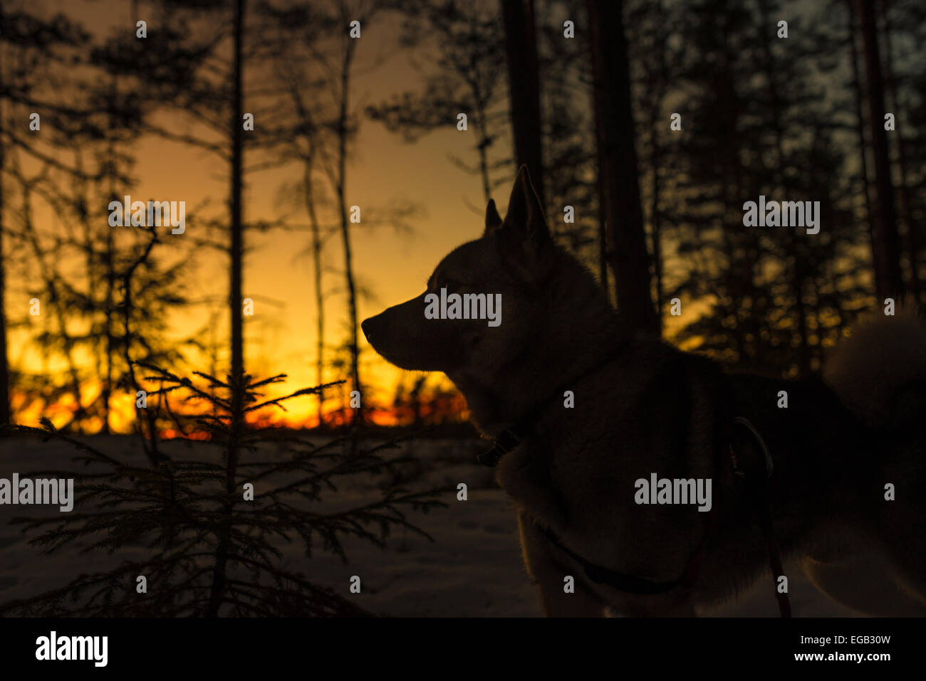 Dog at sunset Stock Photo - Alamy