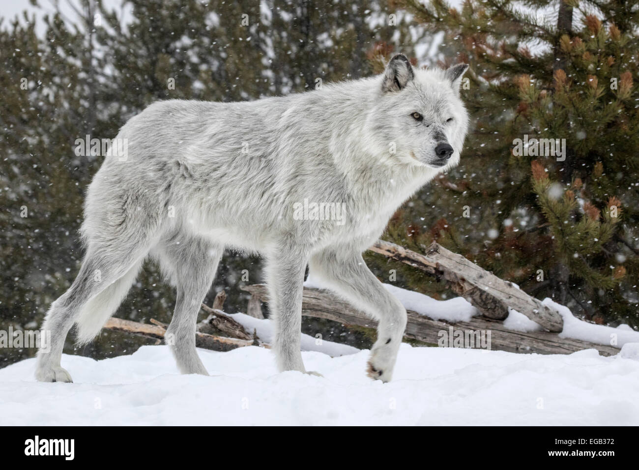 Wolf hunt hi-res stock photography and images - Alamy