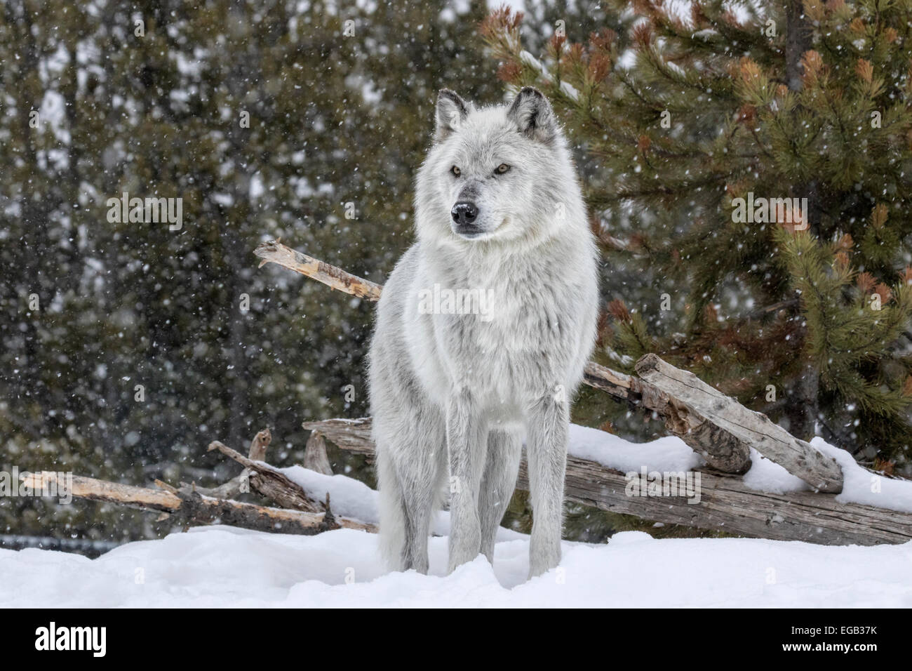 Wolf face hi-res stock photography and images - Alamy