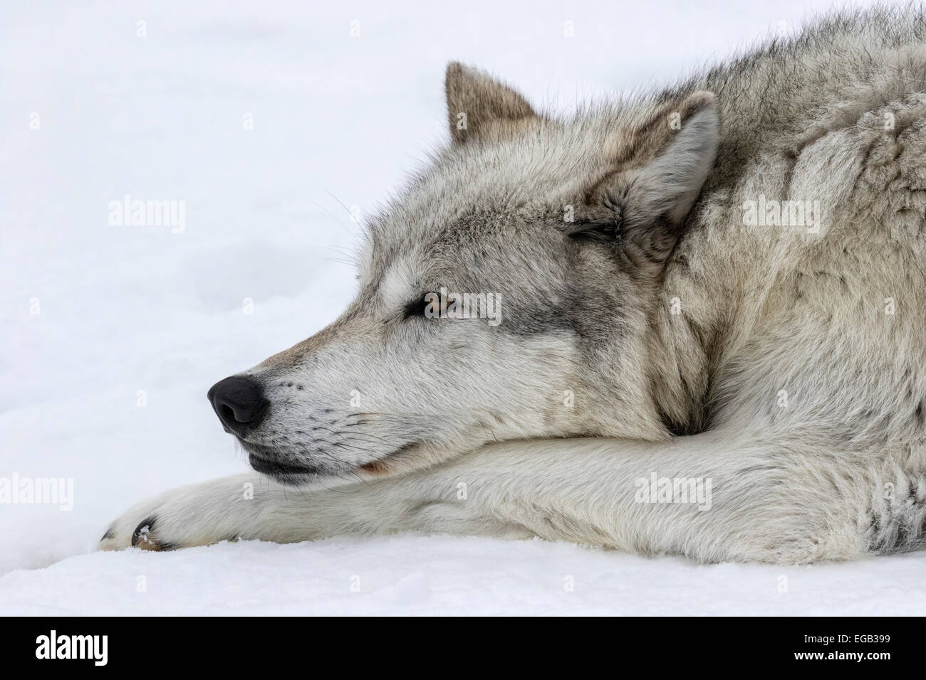 Wolf resting hi-res stock photography and images - Alamy