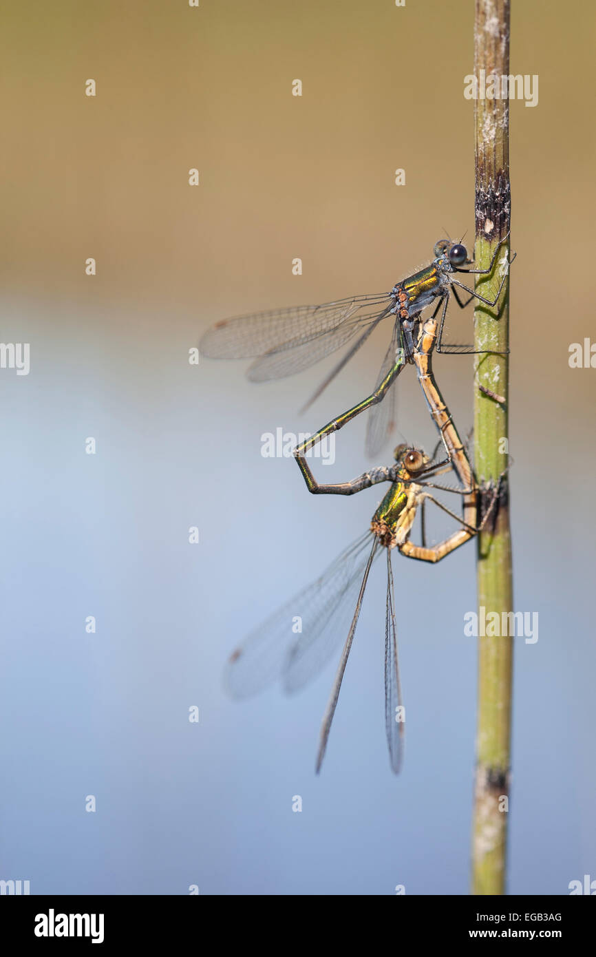Emerald Damselfly (Lestes sponsa) mating Stock Photo - Alamy