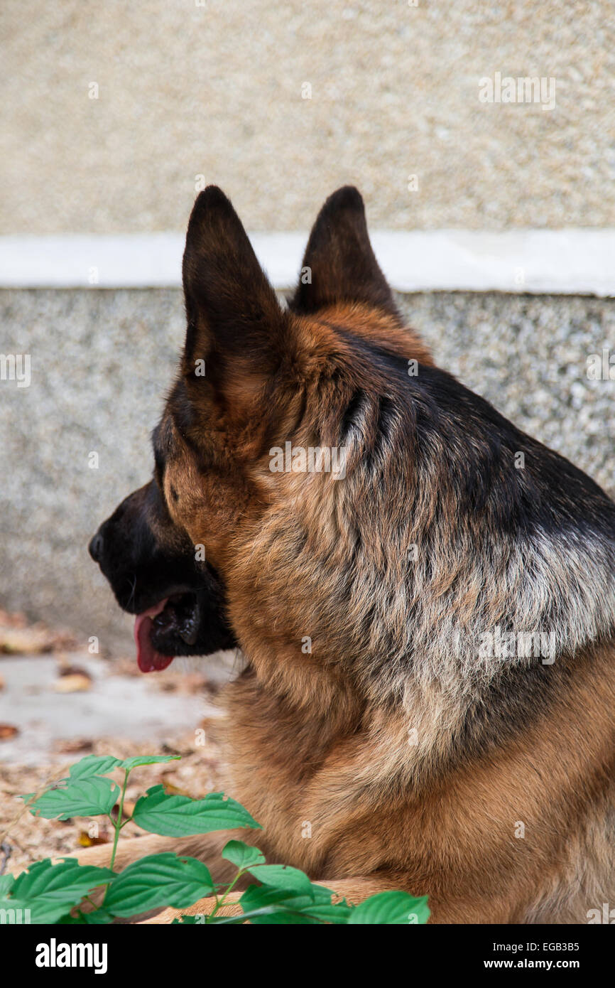 Are German Shepherds Outside Dogs