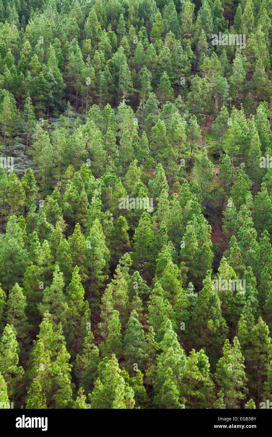 Flora of Canary Islands - Inland Gran Canaria, forests of canarian pine ...