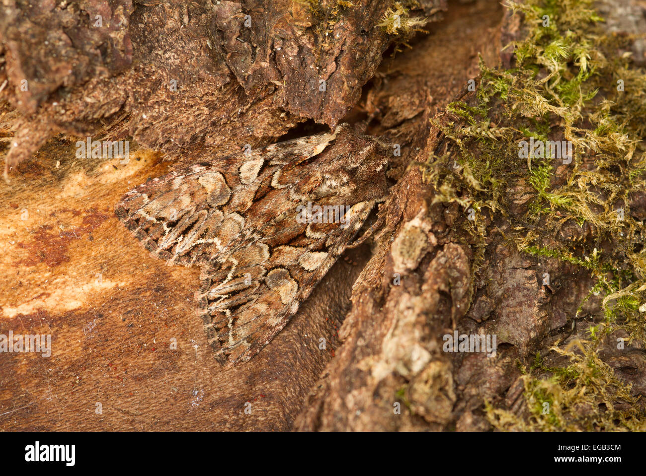 Pale-shouldered Brocade (Lacanobia thalassina) moth Stock Photo - Alamy