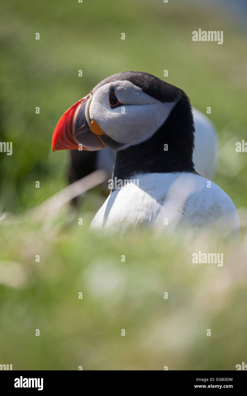 Atlantic Puffin (Fratercula arctica Stock Photo - Alamy