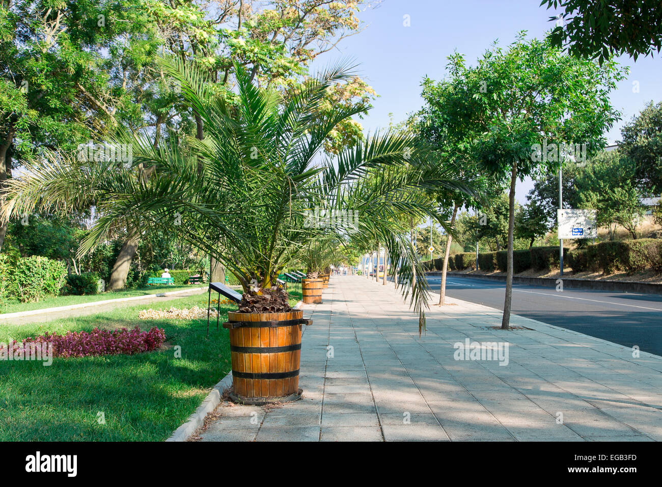 Green palm tree city hi-res stock photography and images - Alamy