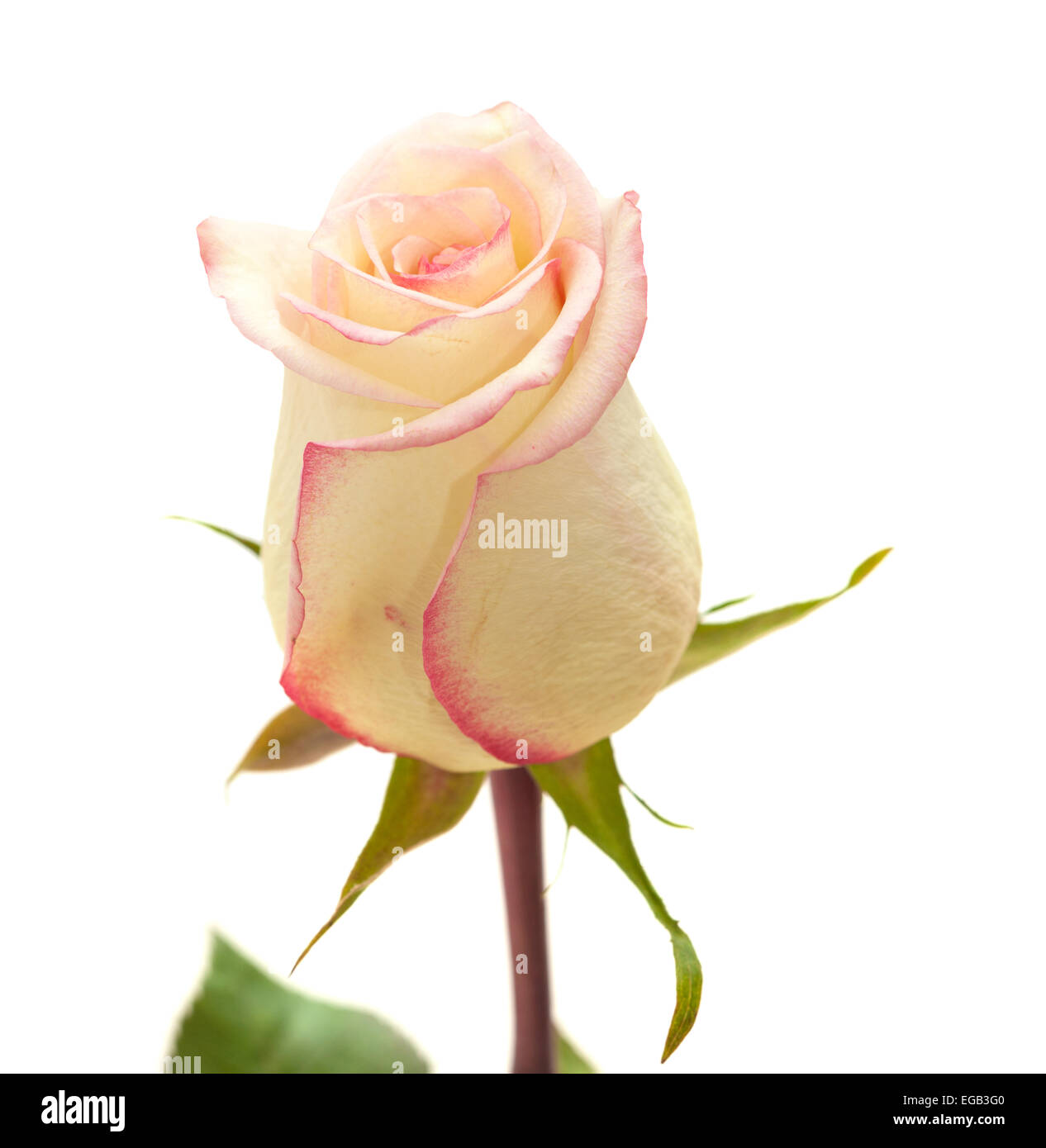 cream and pink variegated rose isolated on white background Stock Photo ...