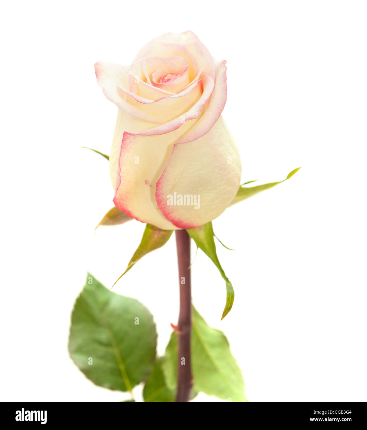 cream and pink variegated rose isolated on white background Stock Photo ...