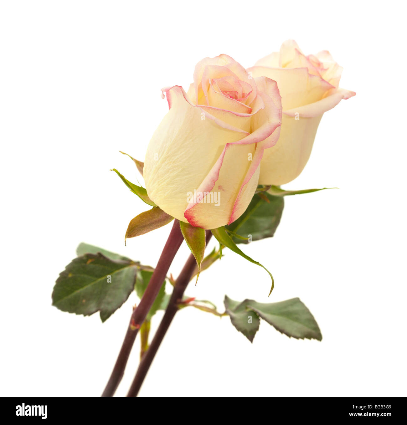cream and pink variegated rose isolated on white background Stock Photo ...