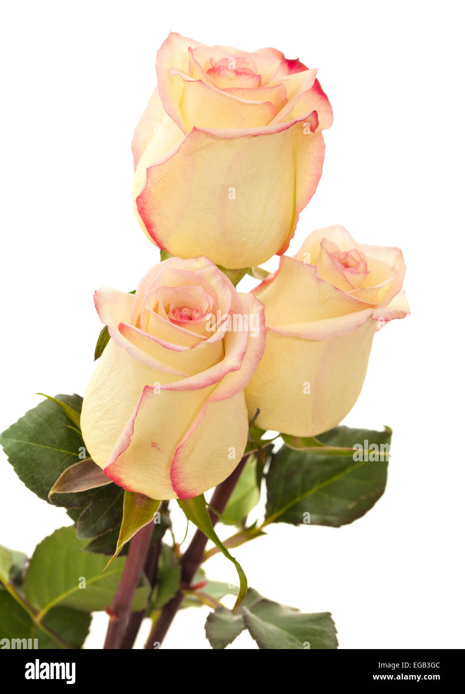 cream and pink variegated rose isolated on white background Stock Photo ...