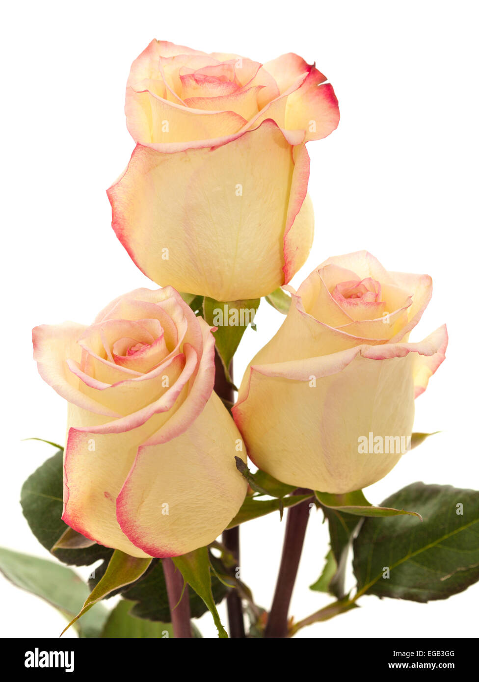 cream and pink variegated rose isolated on white background Stock Photo ...