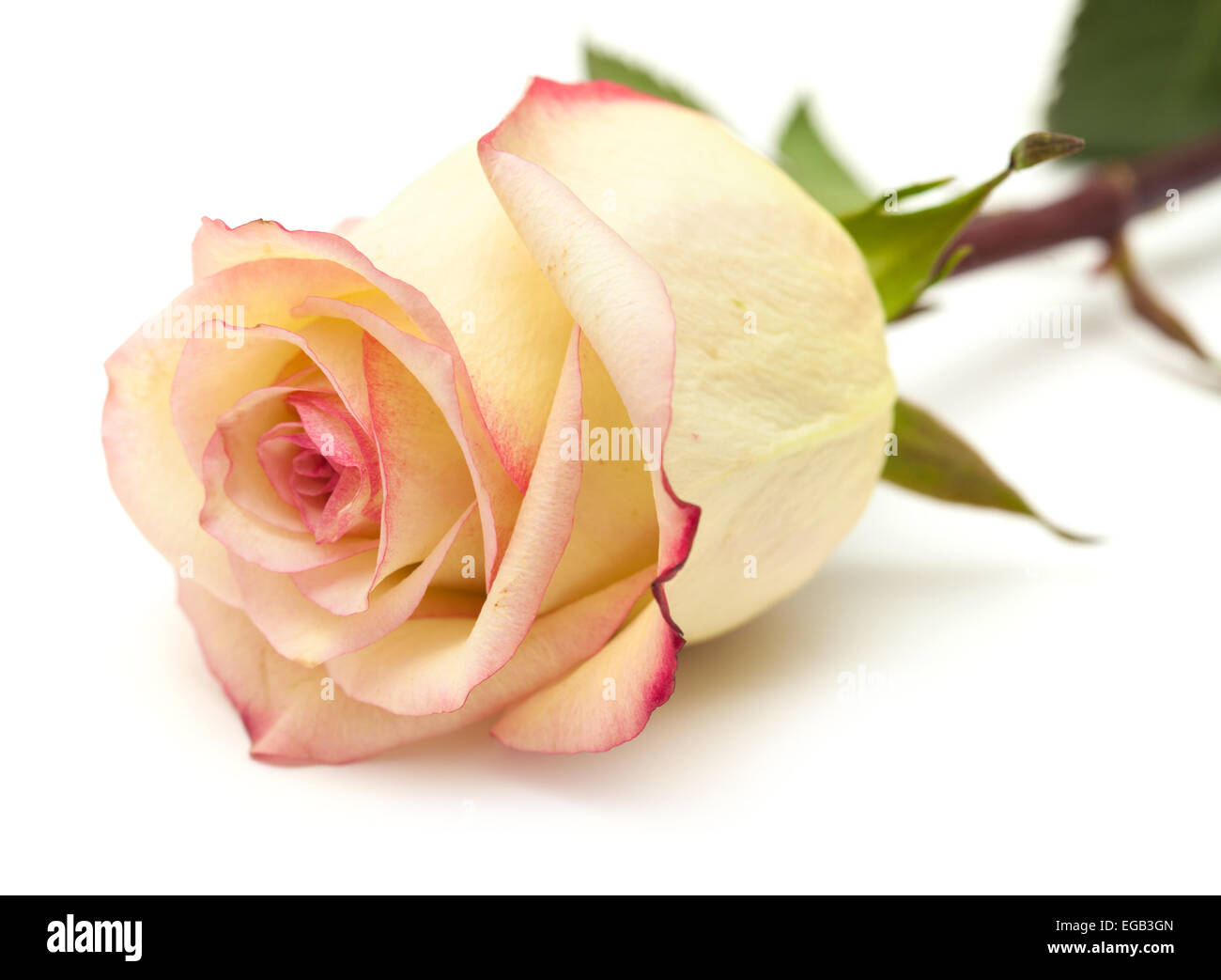 cream and pink variegated rose isolated on white background Stock Photo ...
