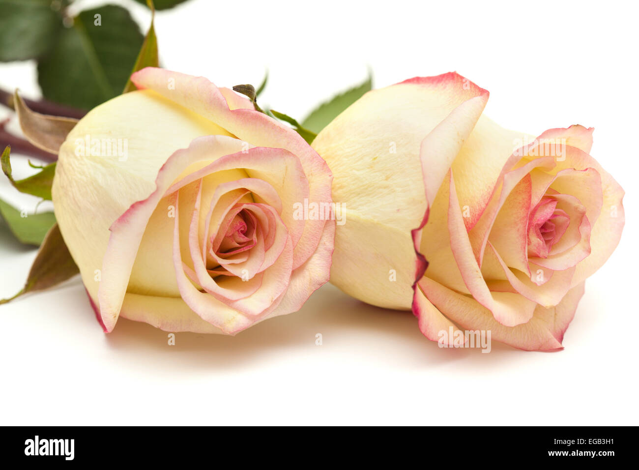 cream and pink variegated rose isolated on white background Stock Photo ...