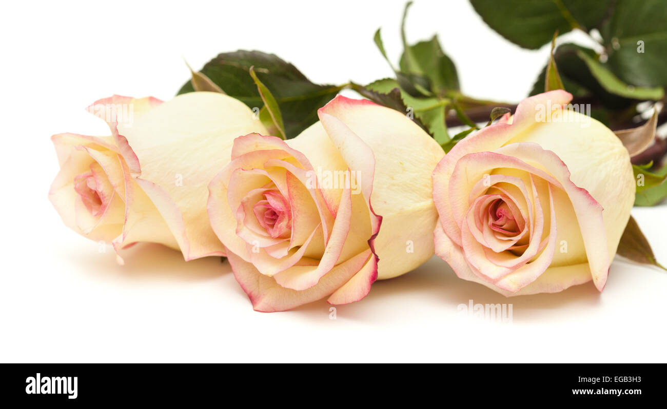 cream and pink variegated rose isolated on white background Stock Photo ...