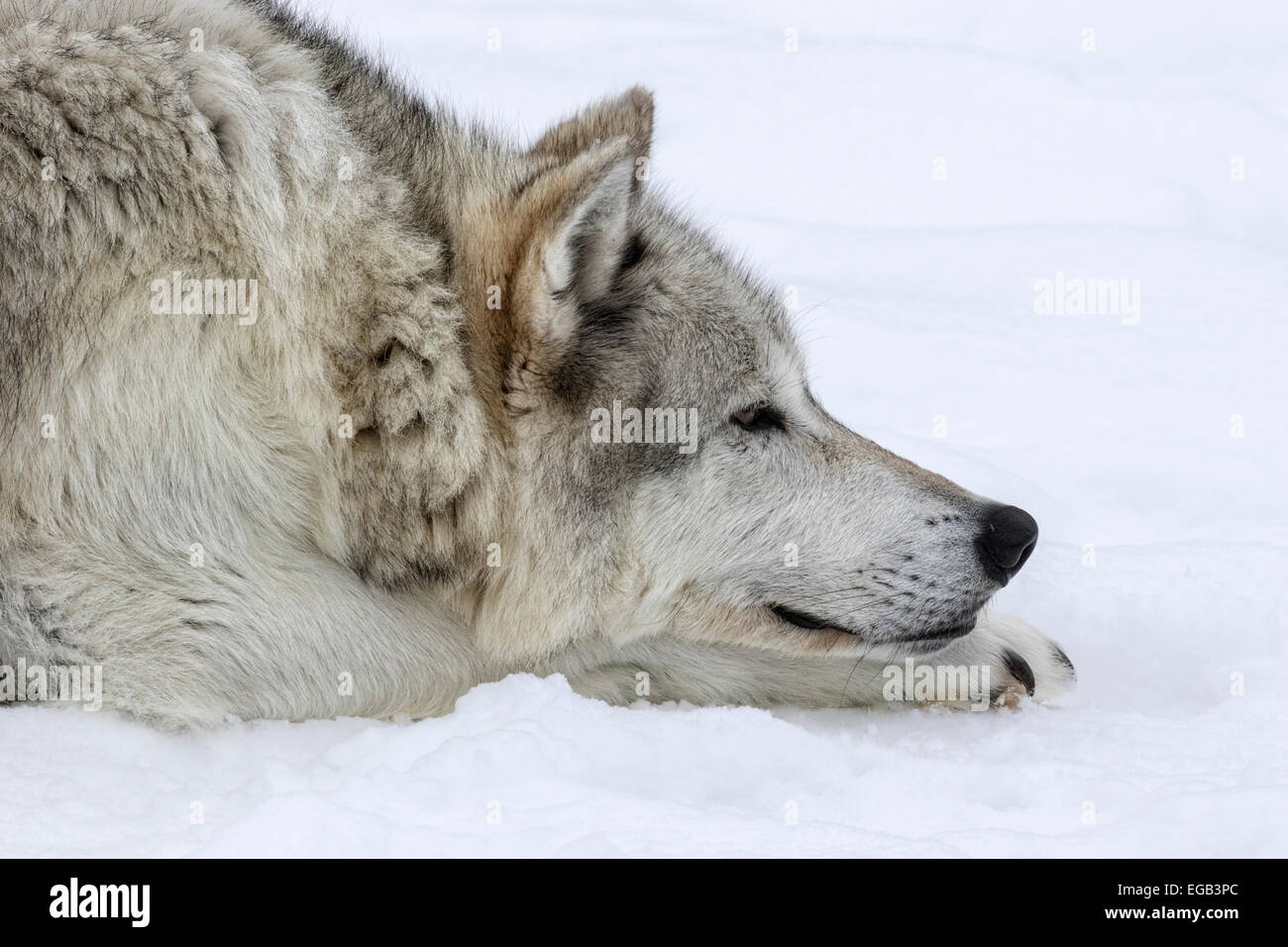 North american wolf portrait hi-res stock photography and images - Alamy