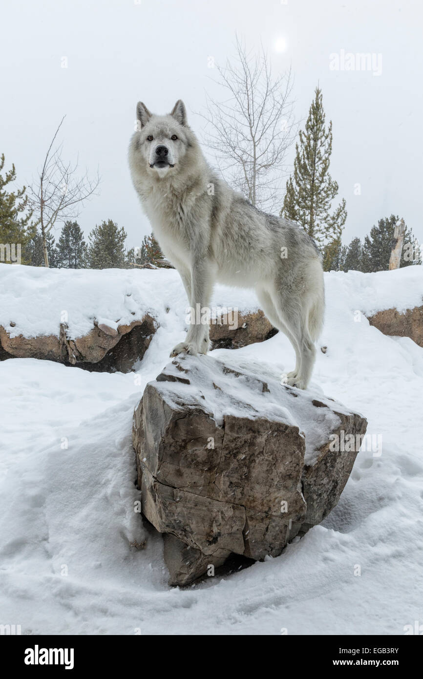 Alpha wolf hi-res stock photography and images - Alamy
