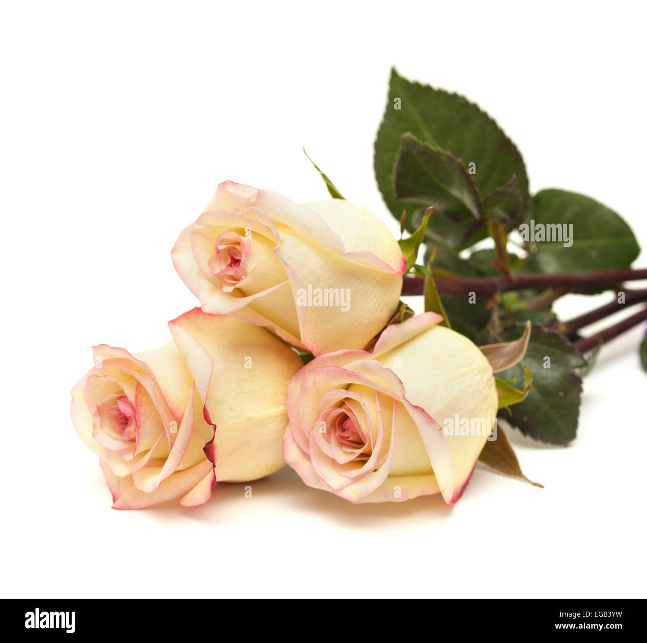 cream and pink variegated rose isolated on white background Stock Photo ...