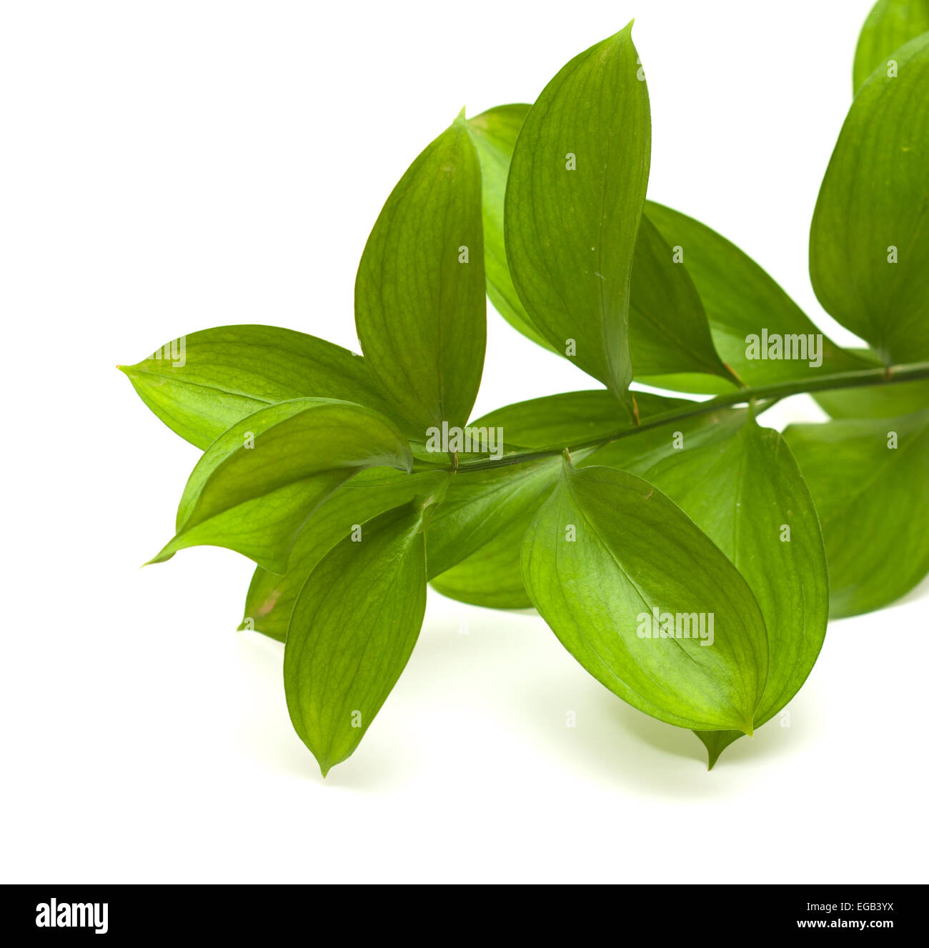 Hard ruscus hi-res stock photography and images - Alamy