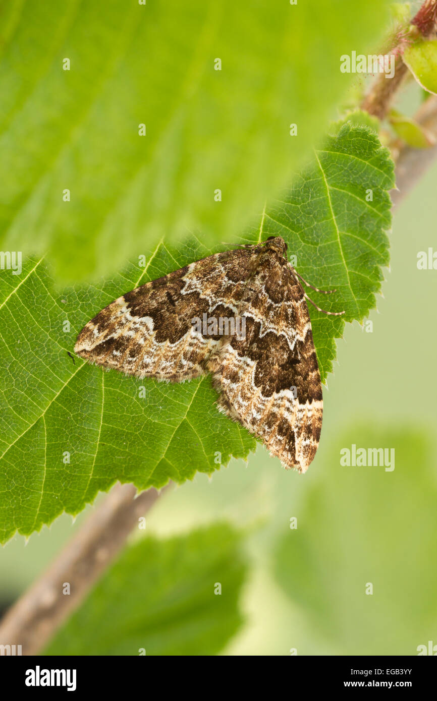 Carpet moths hi-res stock photography and images - Alamy