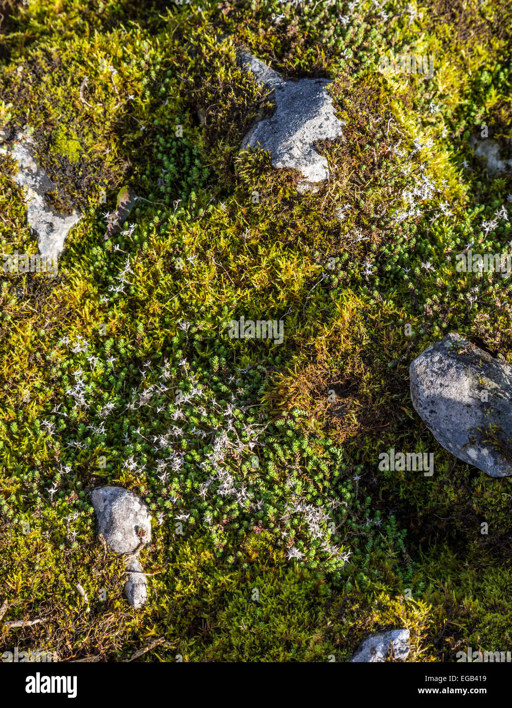Moss on stones hi-res stock photography and images - Alamy