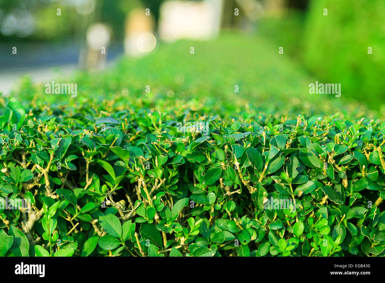 garden landscape spring park tree Stock Photo - Alamy