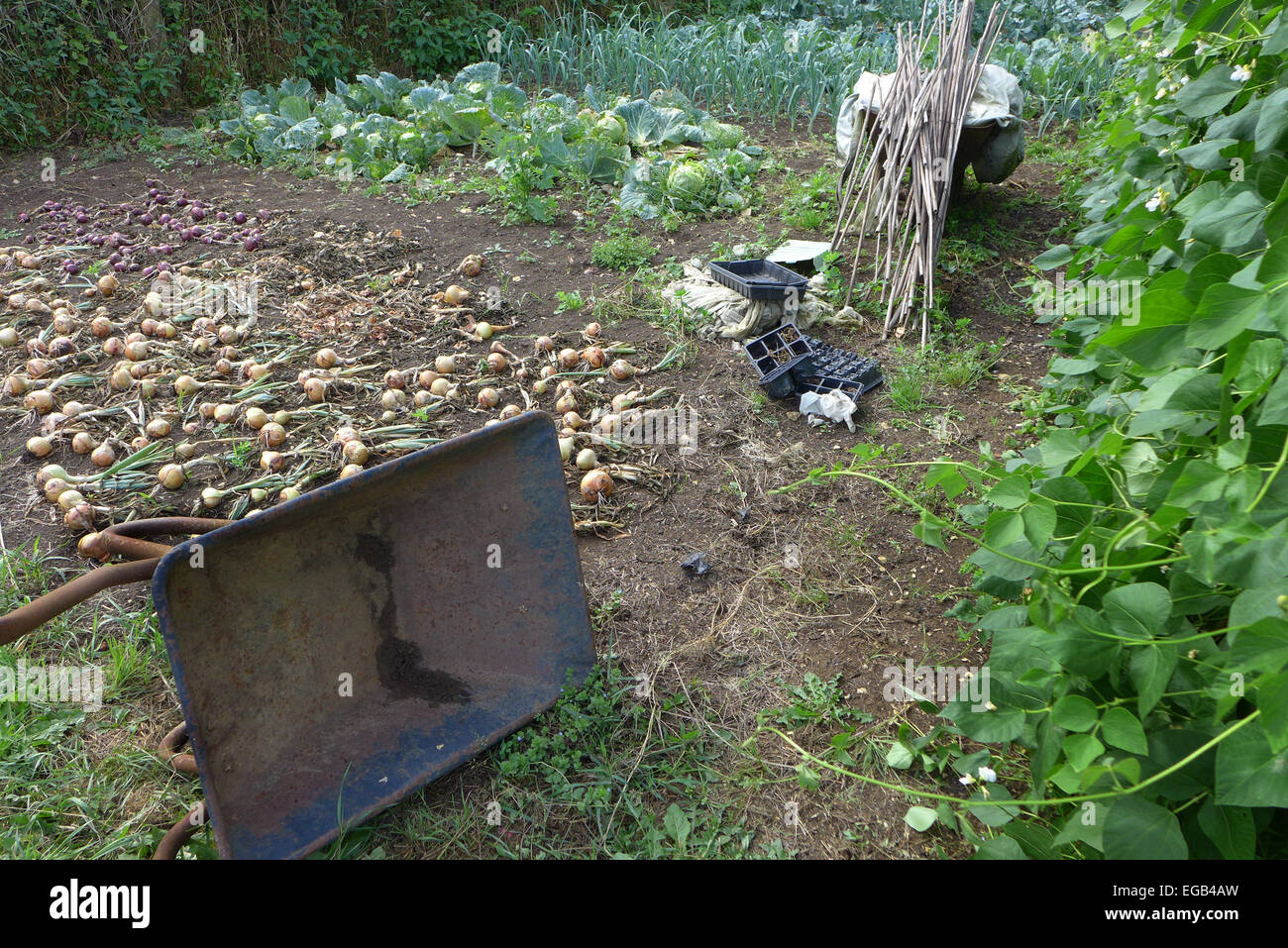 A rusty wheel barrow on an allotment plot with mixed vegetables growing ...
