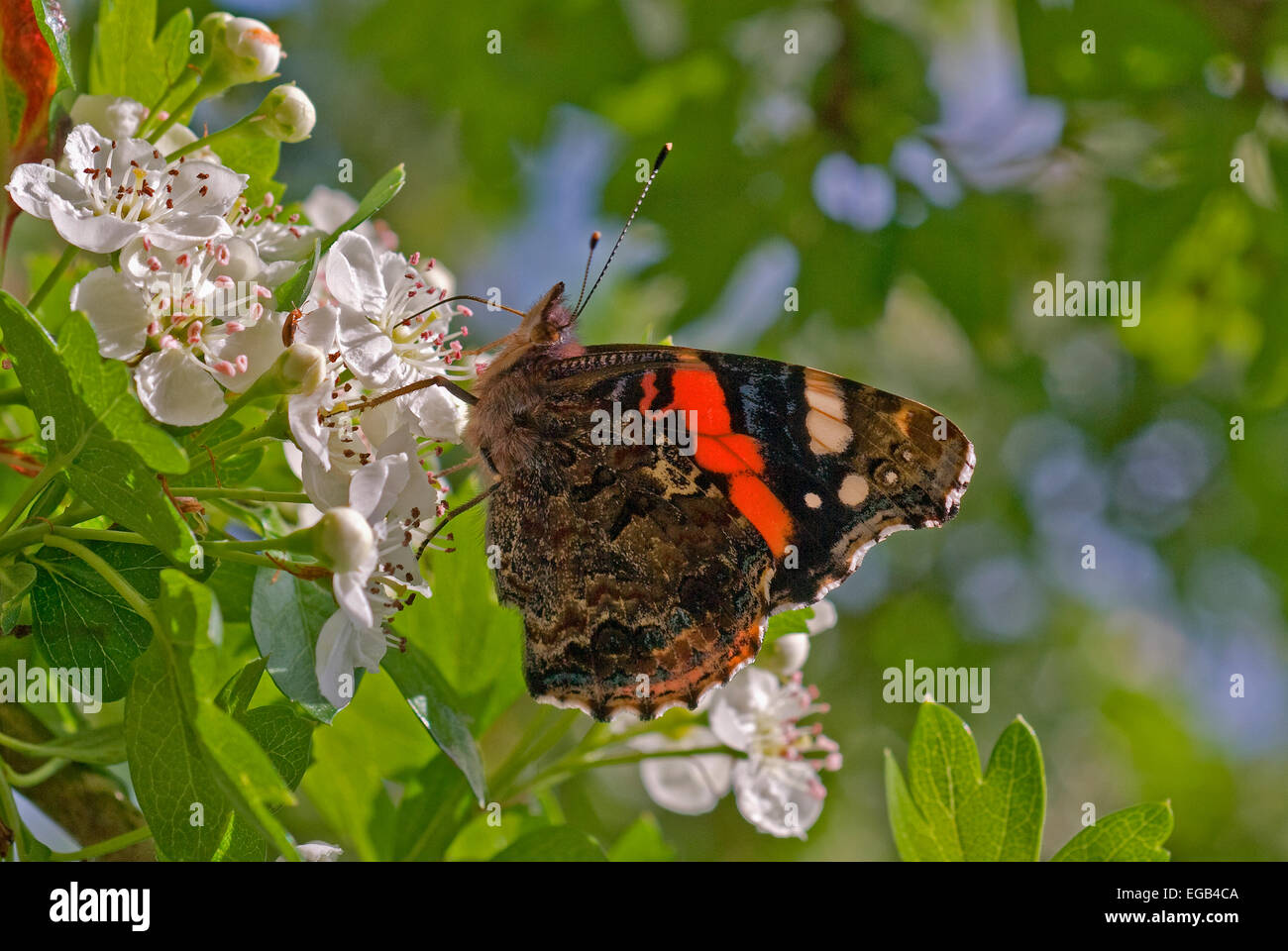 Red admiral butterfly (Vanessa atalanta Stock Photo - Alamy