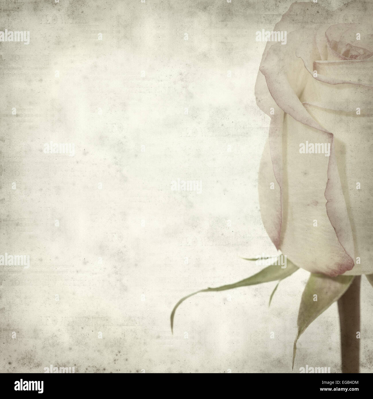 textured old paper background with pastel colored variegated rose Stock ...