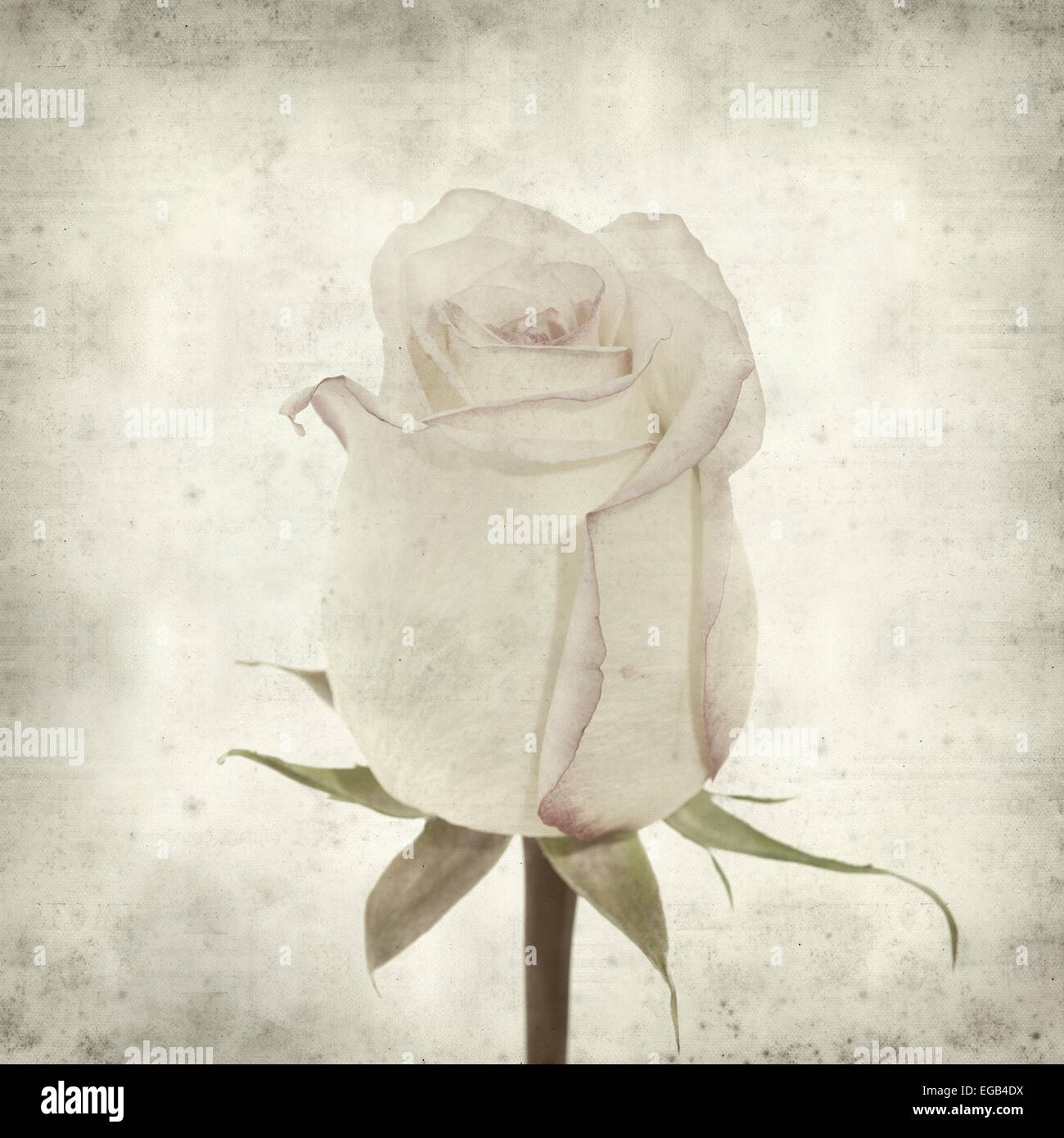 textured old paper background with pastel colored variegated rose Stock ...