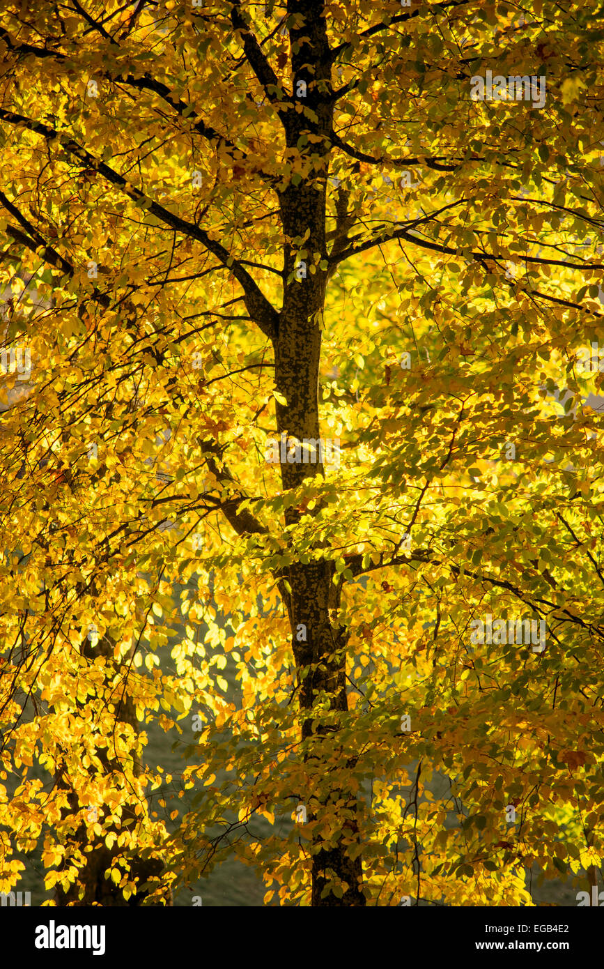 vertical autumnal tree fragment in scenic evening light Stock Photo - Alamy