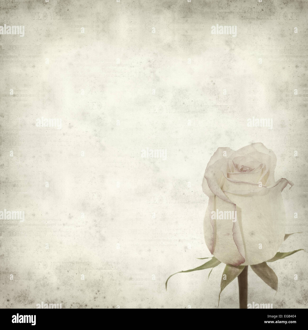 textured old paper background with pastel colored variegated rose Stock ...