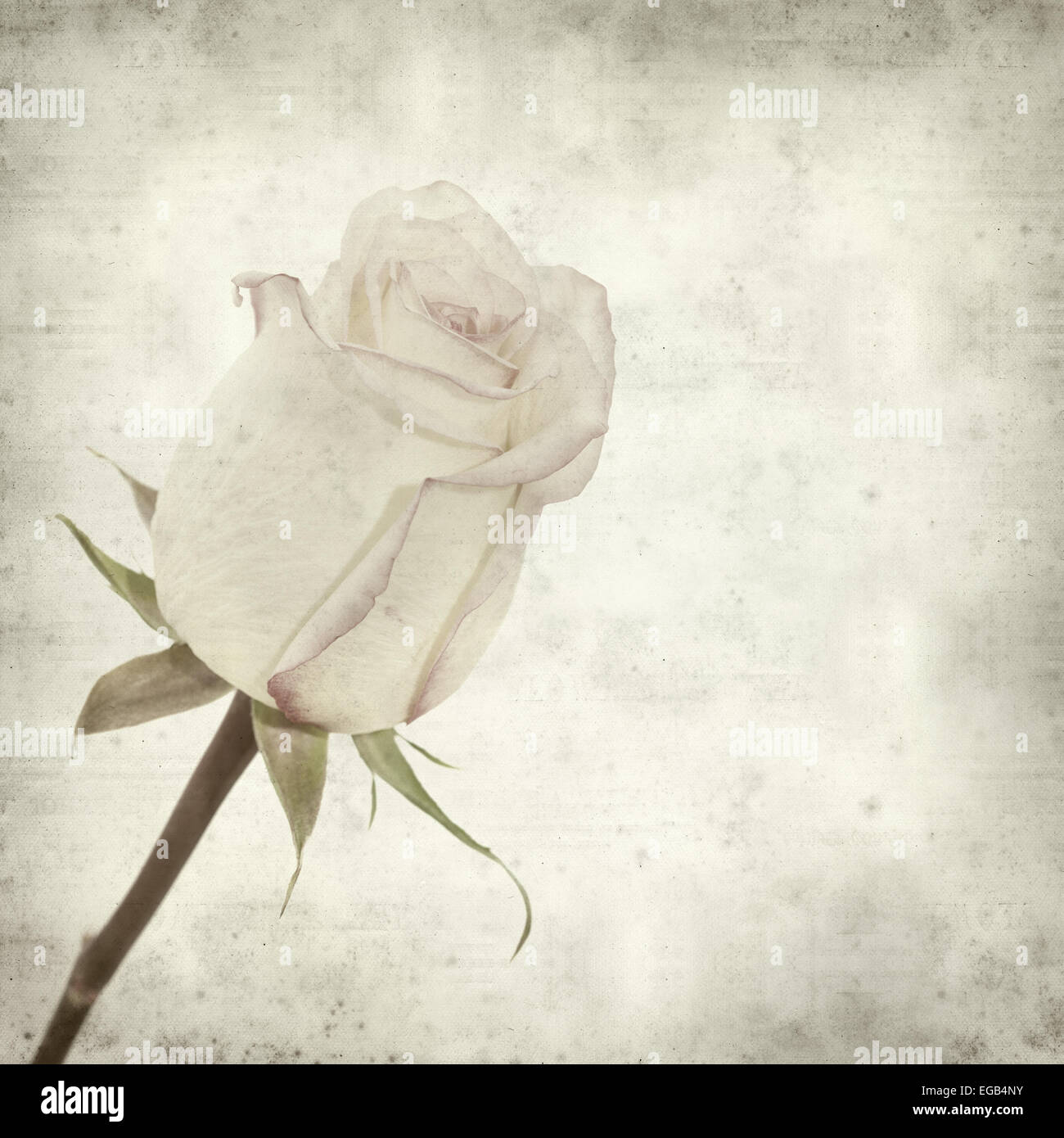 textured old paper background with pastel colored variegated rose Stock ...